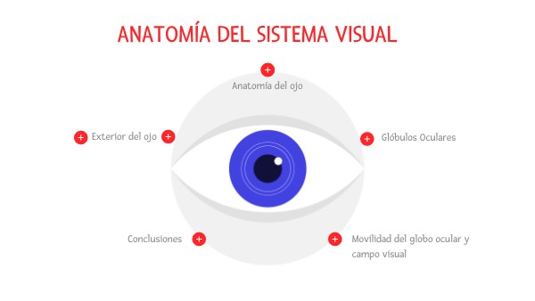 R3. Anatomía de los sistemas visual y auditivo | Genially