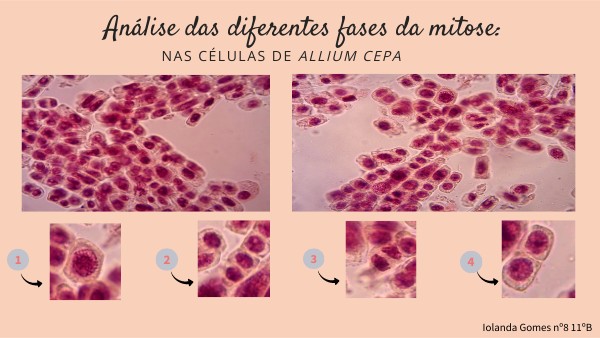 Mitose.iolanda | Genially