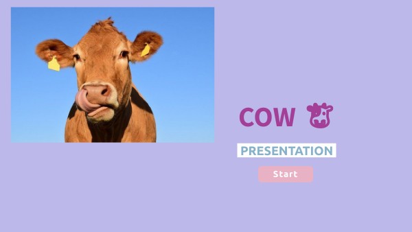 Cow presentation