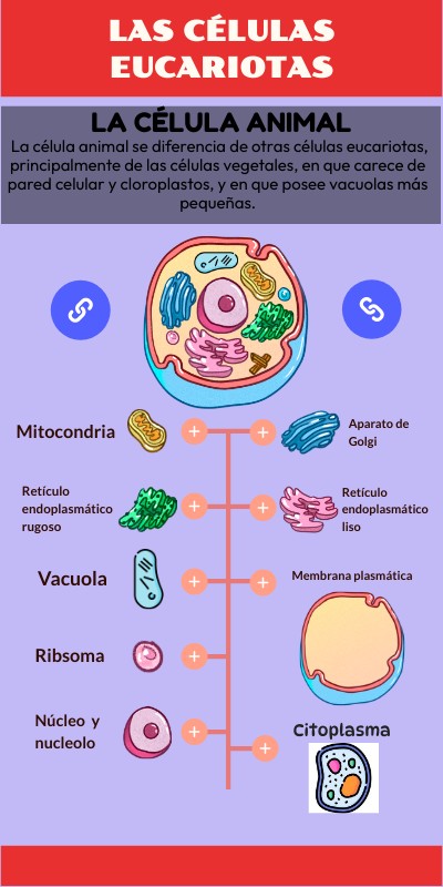 INFO VERTICAL CÉLULAS | Genially