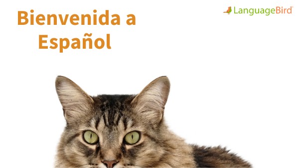 Spanish 2 - - Unit 1 - Daily routines