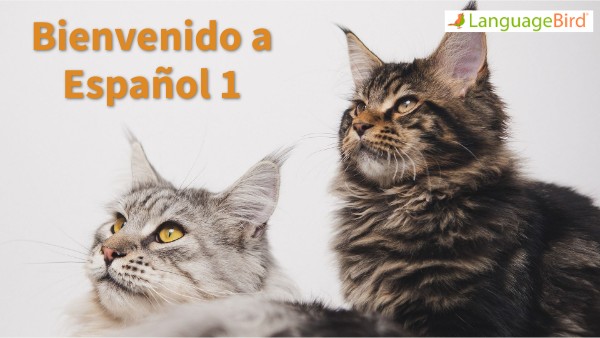 Spanish 1 - Unit 5
