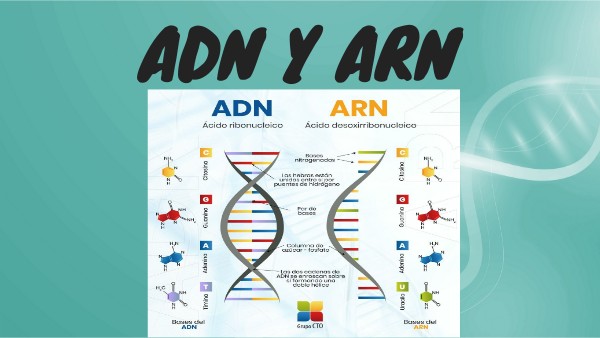 ADN Y ARN 10 | Genially