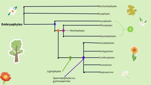 Classification des embryophytes