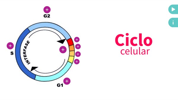 Ciclo celular | Genially