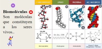 Biomoléculas/ Macromoléculas | Genially