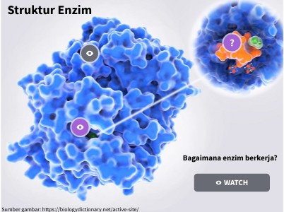 Struktur Enzim | Genially
