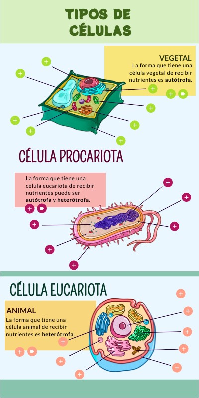 LA CÉLULA | Genially