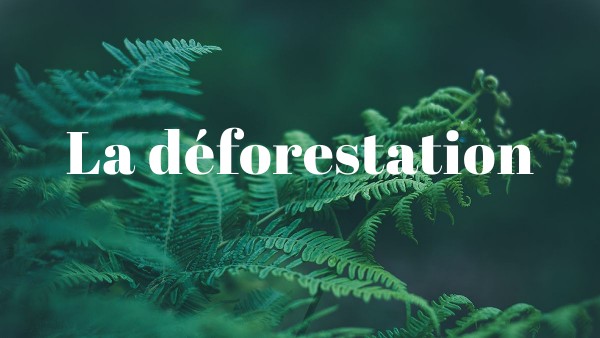 Exposé déforestation | Genially