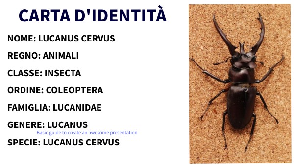 CERVO VOLANTE | Genially