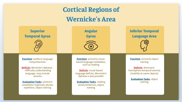 Cortical Regions of Wernicke's Area