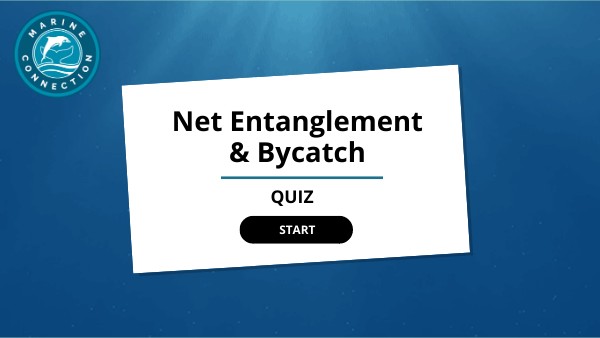 Net entanglement quiz