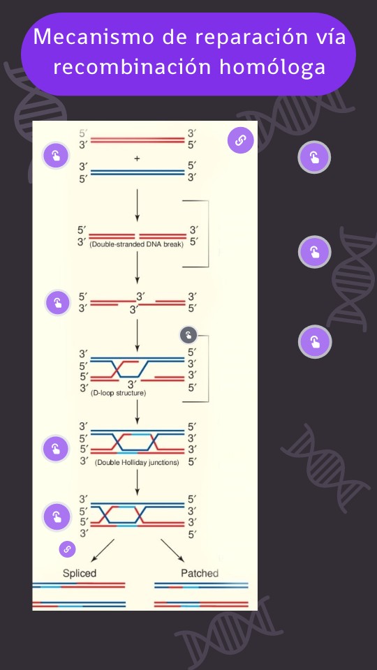 Recombinación homóloga | Genially