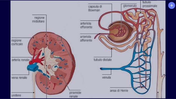 struttura interna del rene | Genially