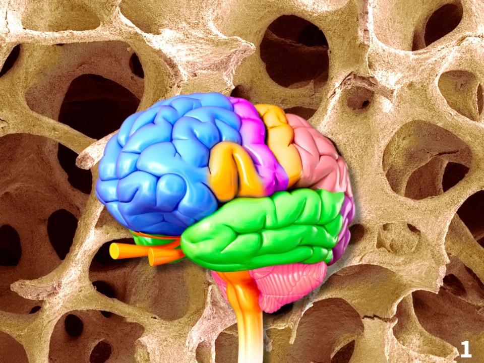 Skeletal Bones - Lower Appendicular Skeleton | Genially