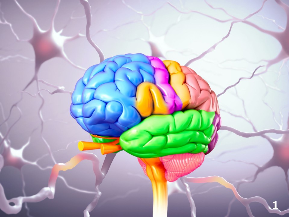 Brain Games 710: Neurotransmitters | Genially