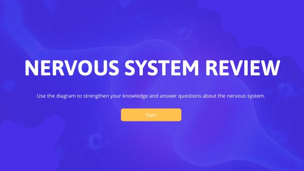 NERVOUS SYSTEM DIAGRAM_IMAGE QUIZ | Genially