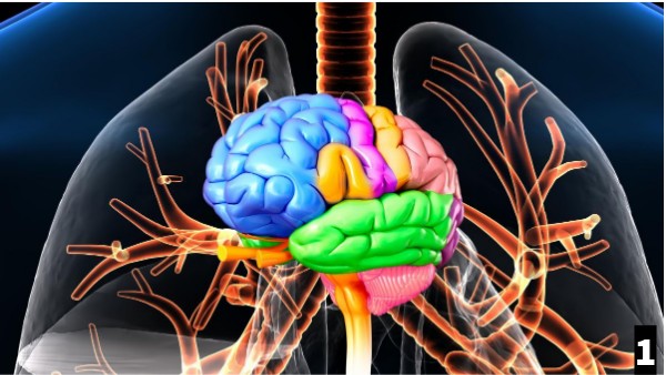 Nervous and Respiratory Systems | Genially