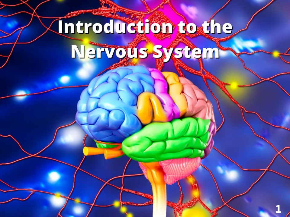 BG710 Introduction to the Nervous System | Genially