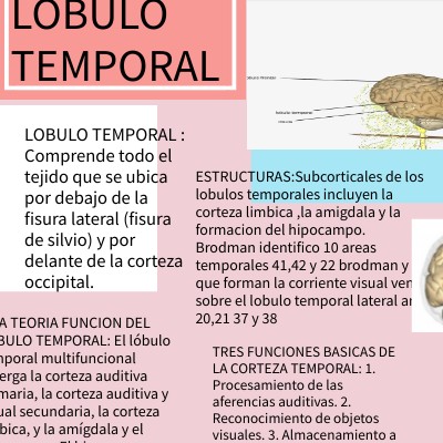 infografia lobulo temporal