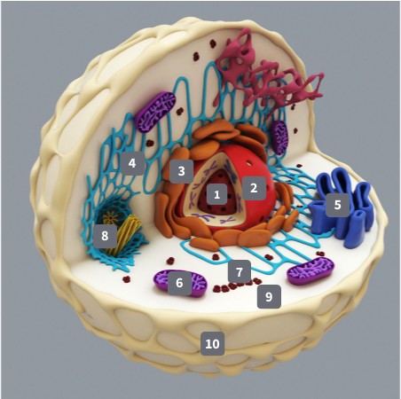 La cellula eucariote animale