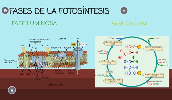 Fases de la fotosíntesis | Genially