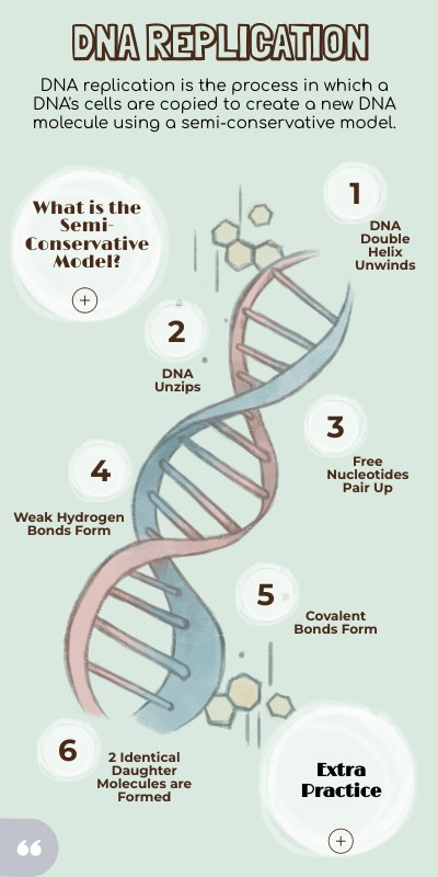 DNA Replication