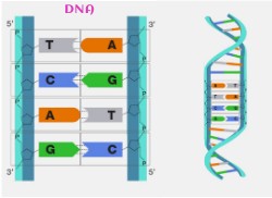 Imagen interactiva de DNA | Genially