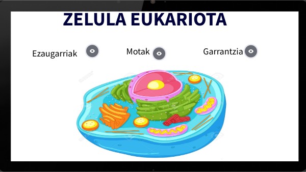 ZELULA EUKARIOTA