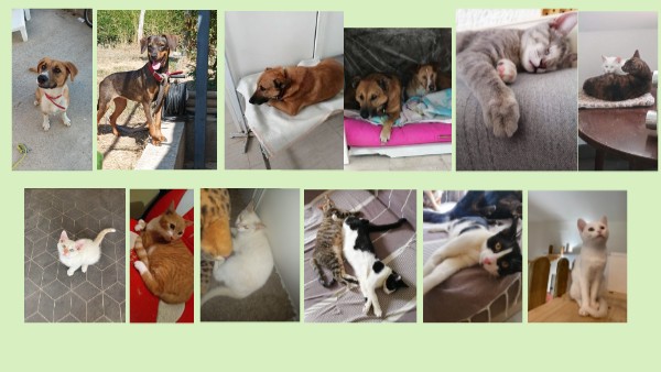 A l'adoption | Genially