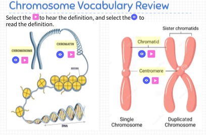 Interactive Vocabulary Review
