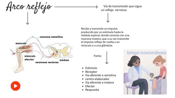 Arco y acto reflejo | Genially