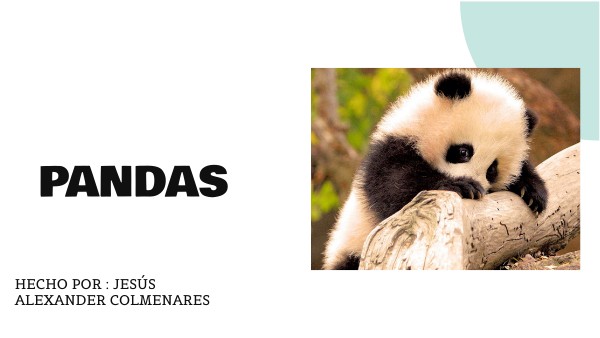 PRESENTACIÓN OSO PANDA | Genially