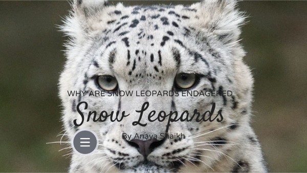 snow leopards