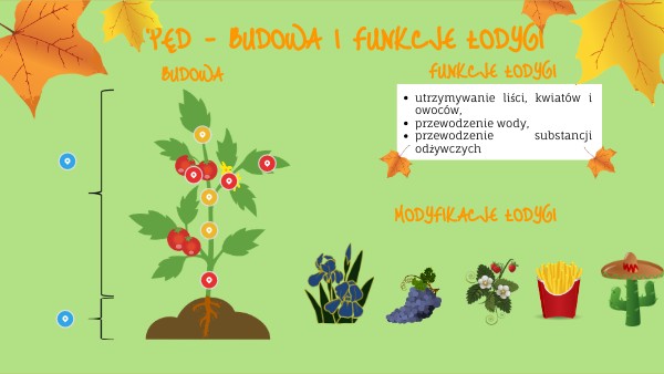 Pęd - budowa i funkcja łodygi | Genially