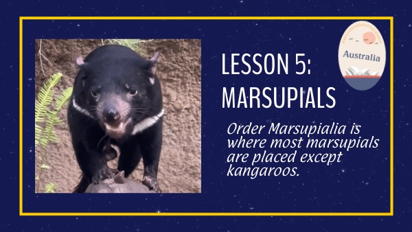 Lesson 5 Marsupials