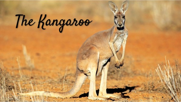 The Kangaroo