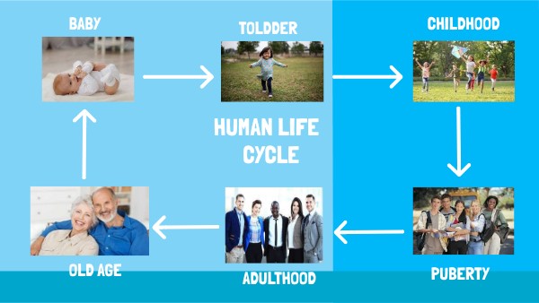Human life cycle | Genially