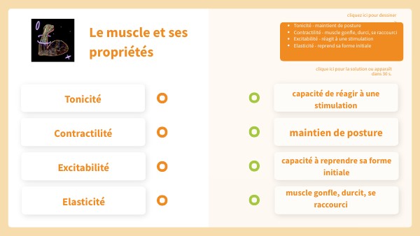 l'activité physique - le muscle | Genially
