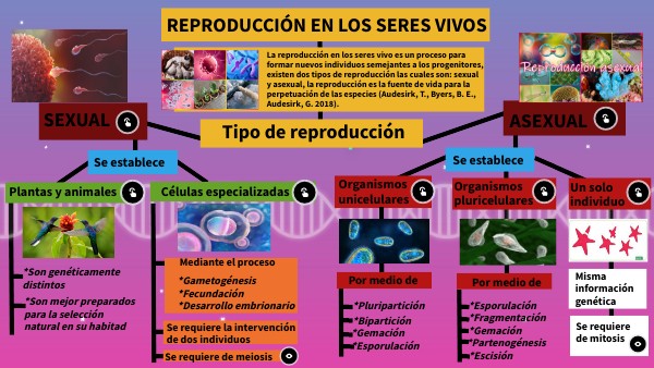 Mapa Conceptual Reproducción