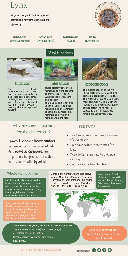 Copy - Lynx presentation, Aurelia,Blanca