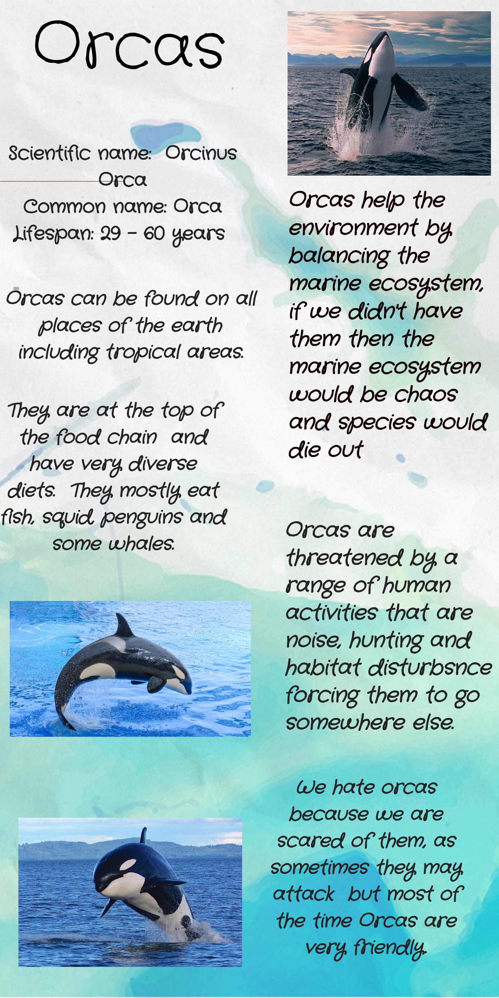 Orcas | Genially