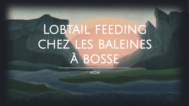Baleine lobtail feeding | Genially