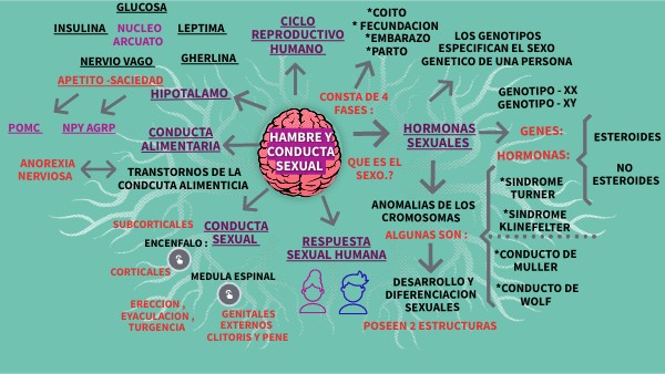 Copia - RETO3 HAMBRE Y CONDUCTA SEXUAL