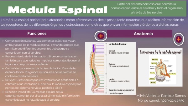 Milvin Infografia Medula Espinal