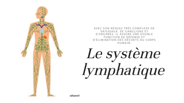 Le système lymphatique, par Alicia Fluet
