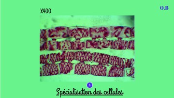 diaporama spécialisation des cellules 2022 Seconde | Genially