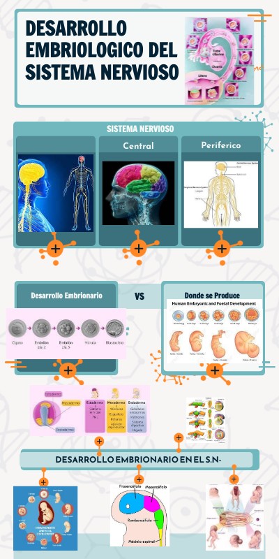 DESARROLLO EMBRIOLOGICO DEL SISTEMA NERVIOSO | Genially