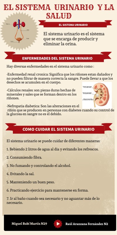 SISTEMA URINARIO Y LA SALUD | Genially