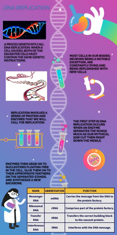 DNA Replication